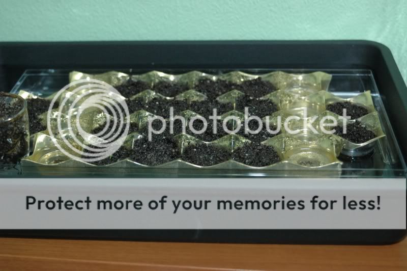 Ferrero Seedtray & Germination Diary [New photos] - Page 3 - FlyTrapCare Forums